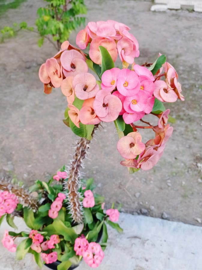 Flower cactus in the way stock image. Image of flowerpot - 225581861