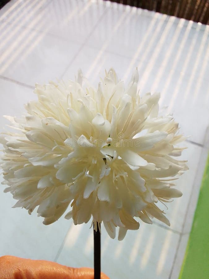 Flower Caffeine in the Morning Day Sun What with Sun Stock Photo ...