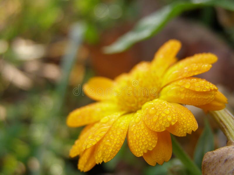 Flower of Calendula in Drops of Dew Stock Photo - Image of nature ...
