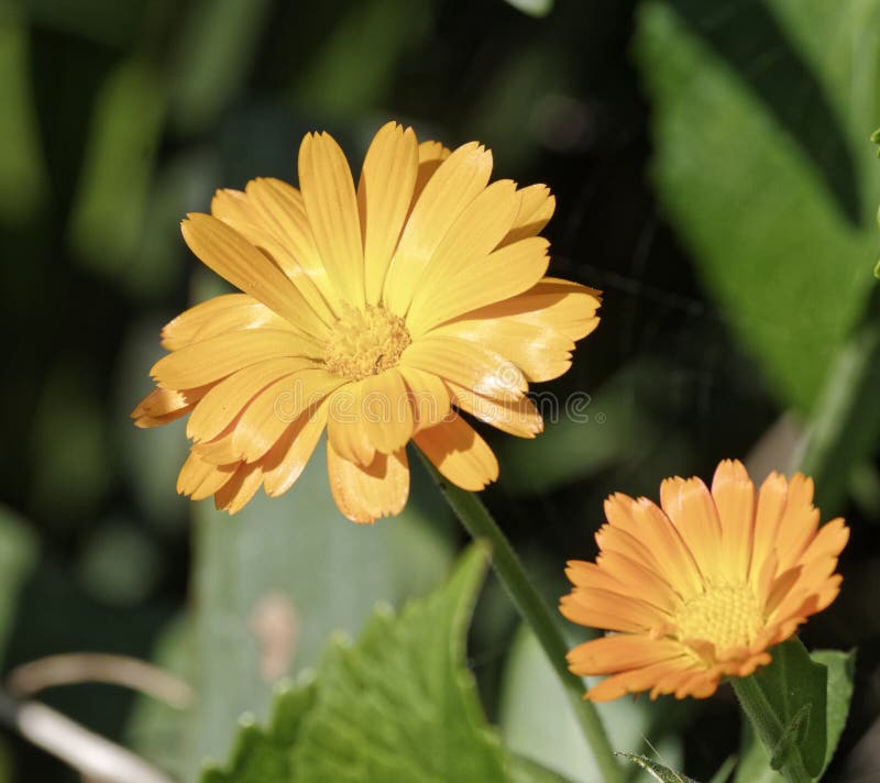 Flower of calendula stock image. Image of horticulture - 51058371