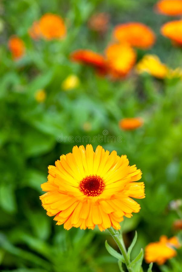 The Flower is Calendula. on a Green Natural Background. Macro ...
