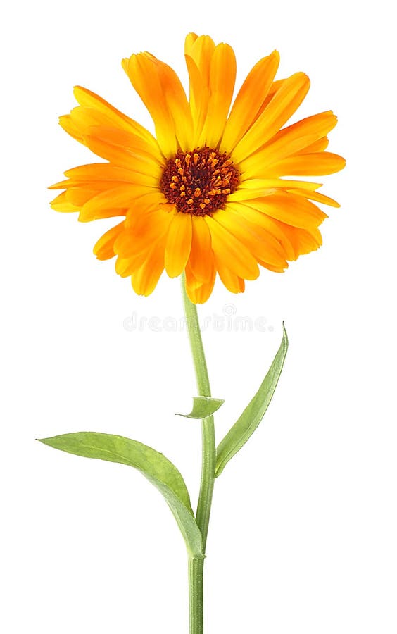 Flower of Calendula Isolated on White Background. Flower on Stem with ...