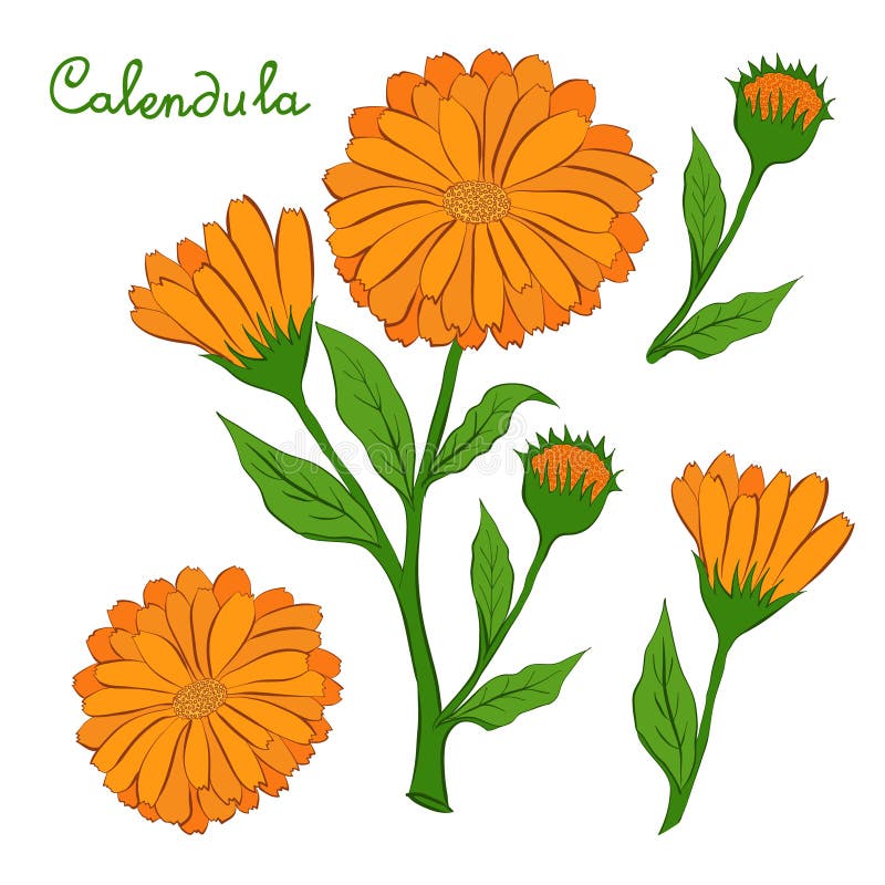 Flower Calendula Stock Illustrations – 2,258 Flower Calendula Stock ...