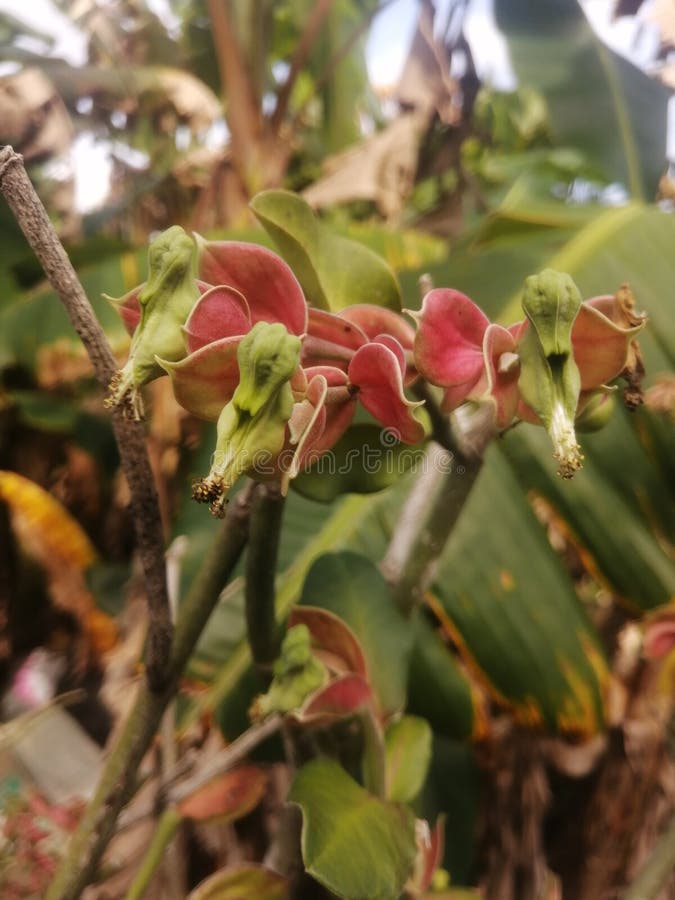 The Flower Call Bird Flower Stock Image - Image of leaf, tree: 208373585