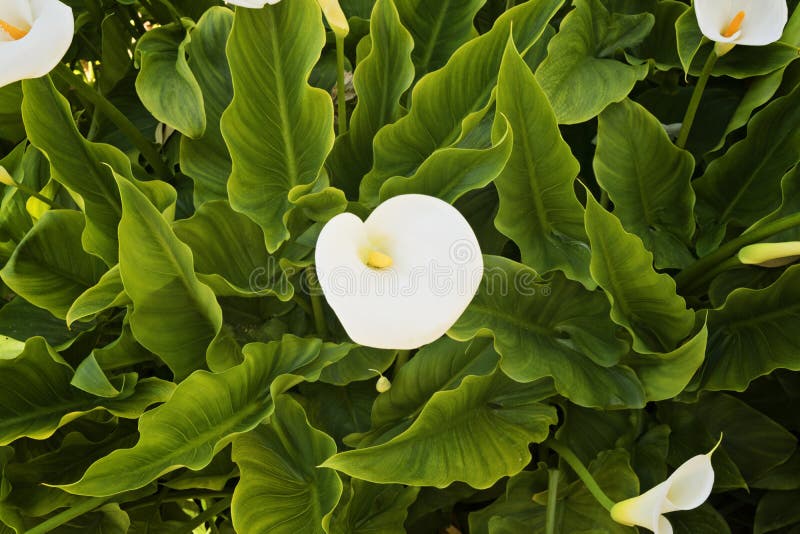 Flower Calla in the Garden among the Leaves Stock Image - Image of ...