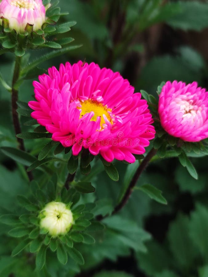 A Pink China Aster stock photo. Image of aster, pink - 263270000