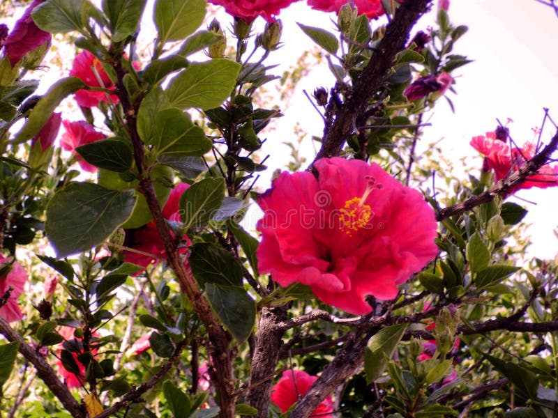 Flower called rib of adao stock photo. Image of erotic - 142737490