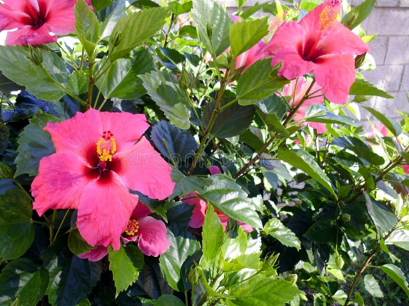 Flower called rib of adao stock photo. Image of erotic - 142737490