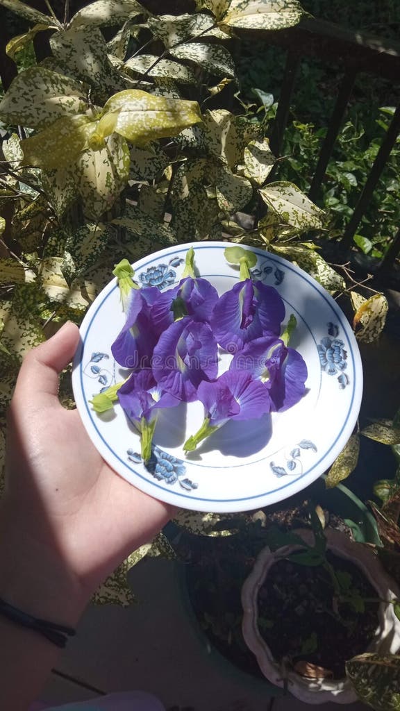 Flower Called Name & X22;bunga Telang Ungu& X22; Stock Photo - Image of ...