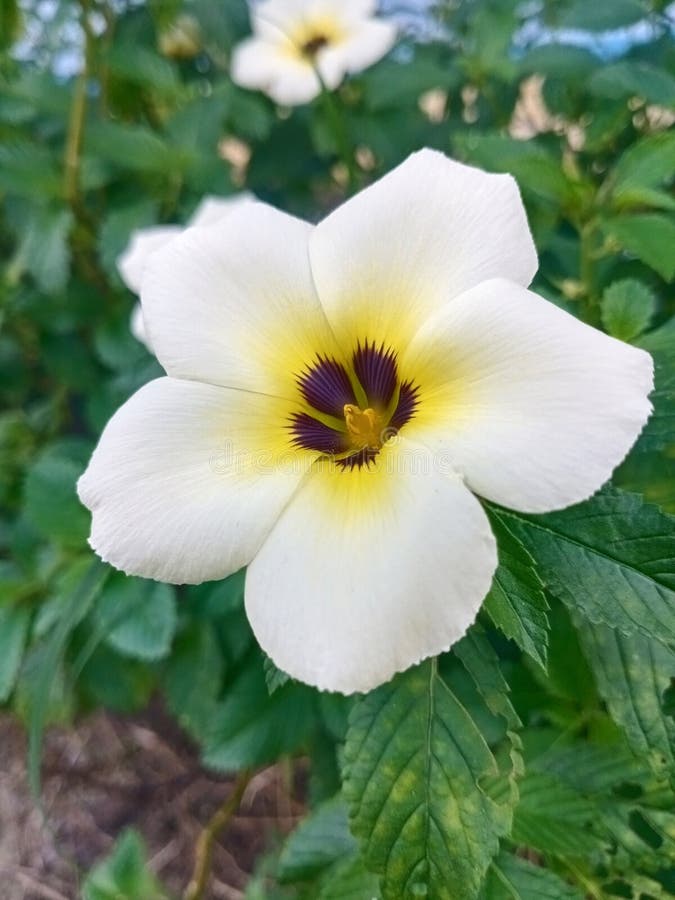 Flower stock photo. Image of agriculture, tree, plant - 322959142