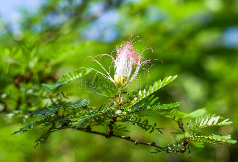 Flower of Calliandra Surinamensis Growing in Malaysia Stock Photo ...