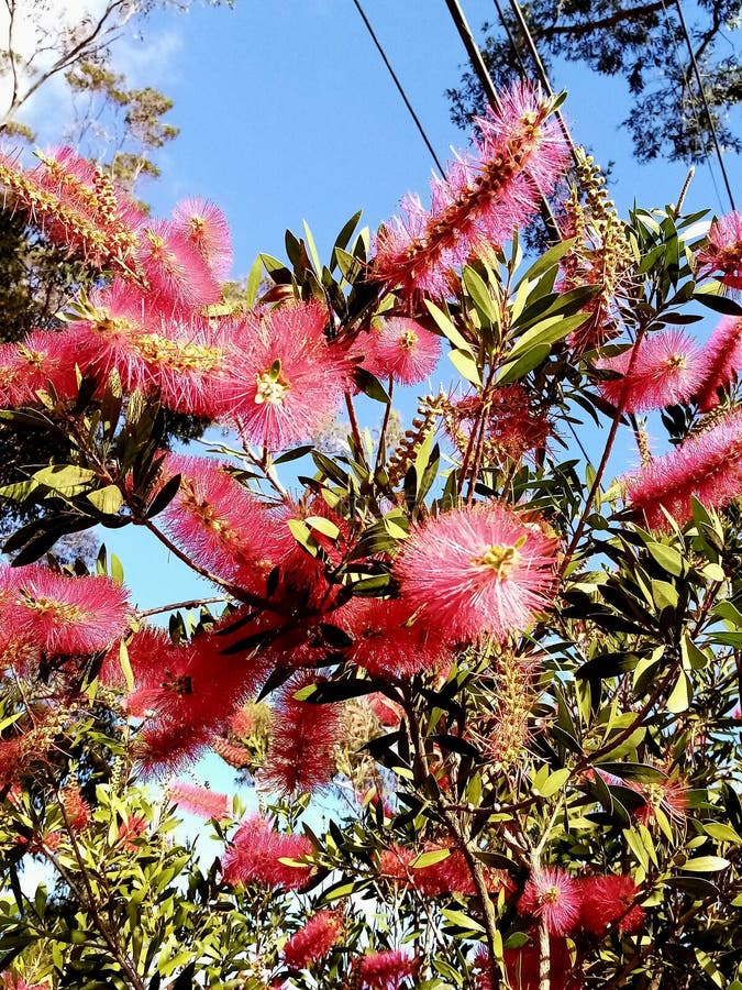 The Callistemon speciosus stock photo. Image of speciosus - 271298456