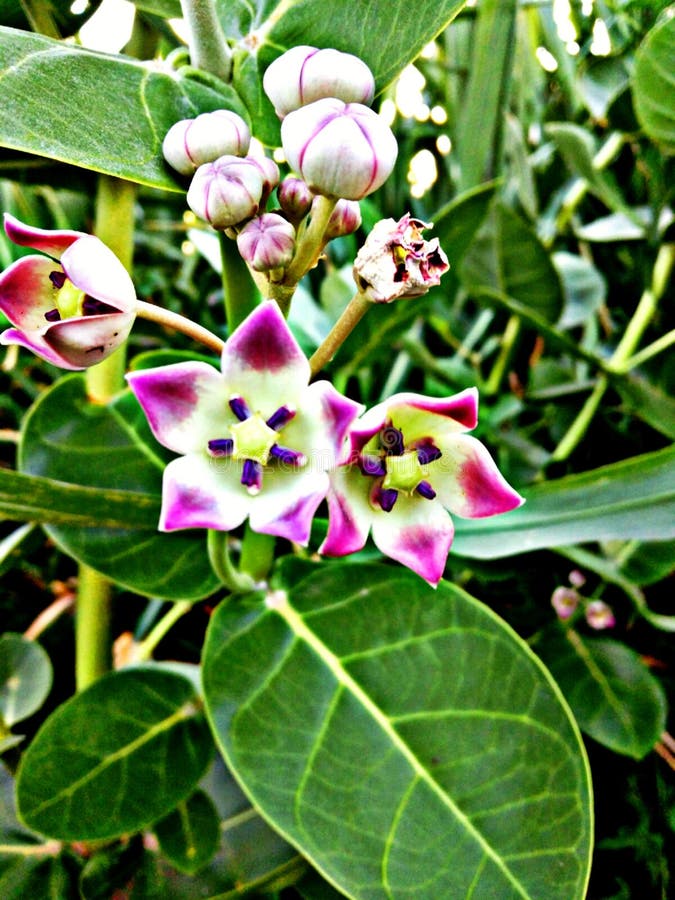 The Flower Calotropis Gigantea Stock Image - Image of circle, object ...