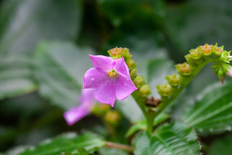 Flower of Calvoa Orientalis Stock Photo - Image of plant, flowering ...