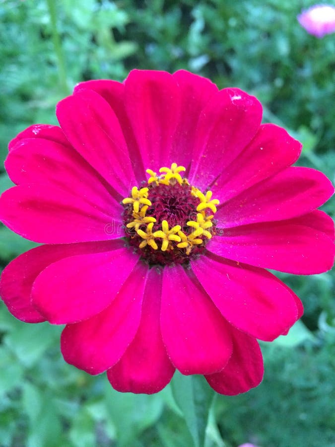 Pink Macro View Summerview Stock Photos - Free & Royalty-Free Stock ...