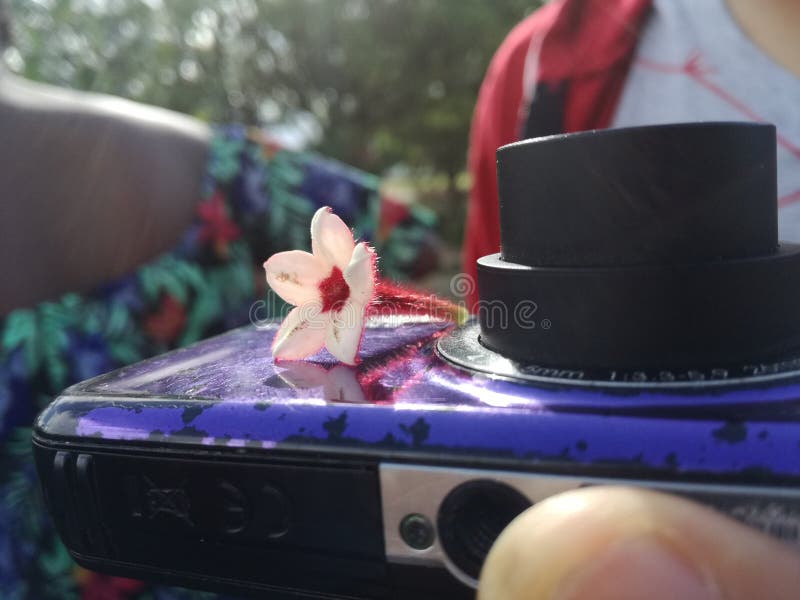 Flower on a Camera stock photo. Image of technology, daylight - 93915362