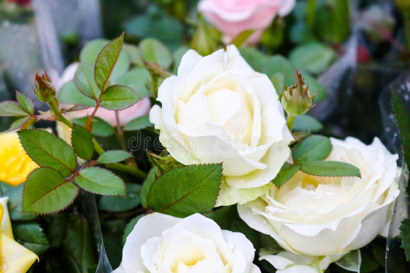 Flower in Cameron Highland, Malaysia Stock Image - Image of highland ...