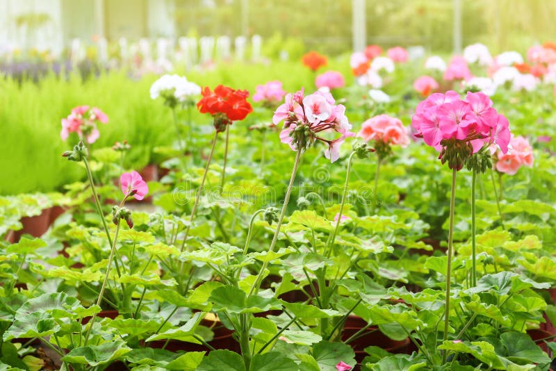 Flower in Cameron Highland, Malaysia Stock Image - Image of malaysia ...