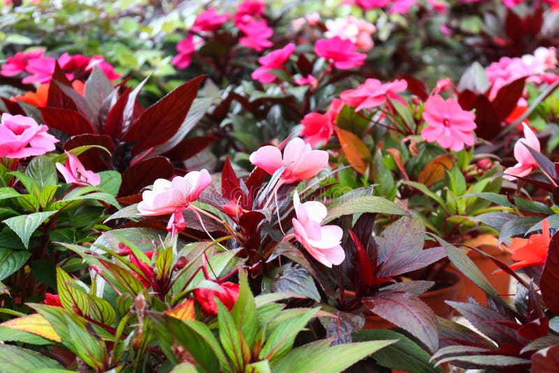 Flower in Cameron Highland, Malaysia Stock Photo - Image of growth ...