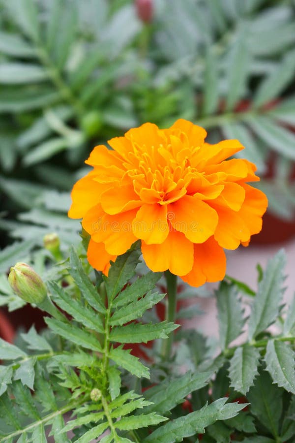 Flower in Cameron Highland, Malaysia Stock Photo - Image of plant ...