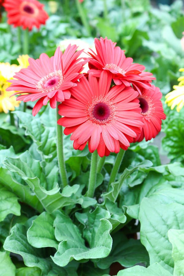 Flower in Cameron Highland, Malaysia Stock Photo - Image of bright ...