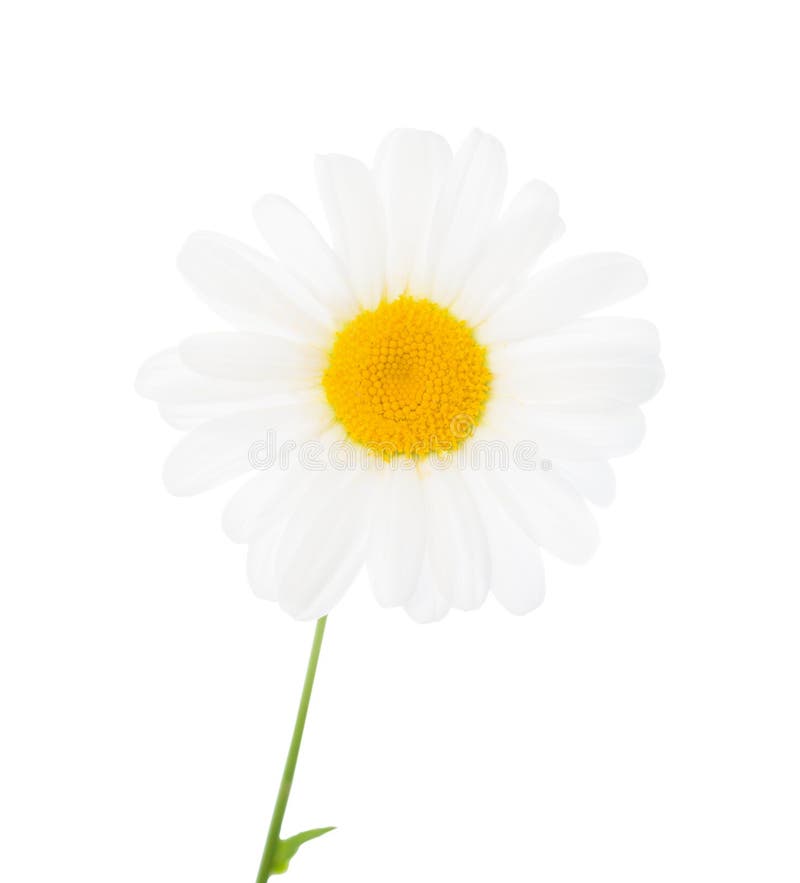 Chamomile Flower Flying Petals Isolated on White Background Stock Image ...