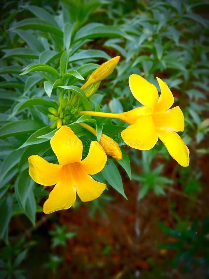 A Flower Can Be Defined by Its Unique Beauty and an Incredible Allure ...