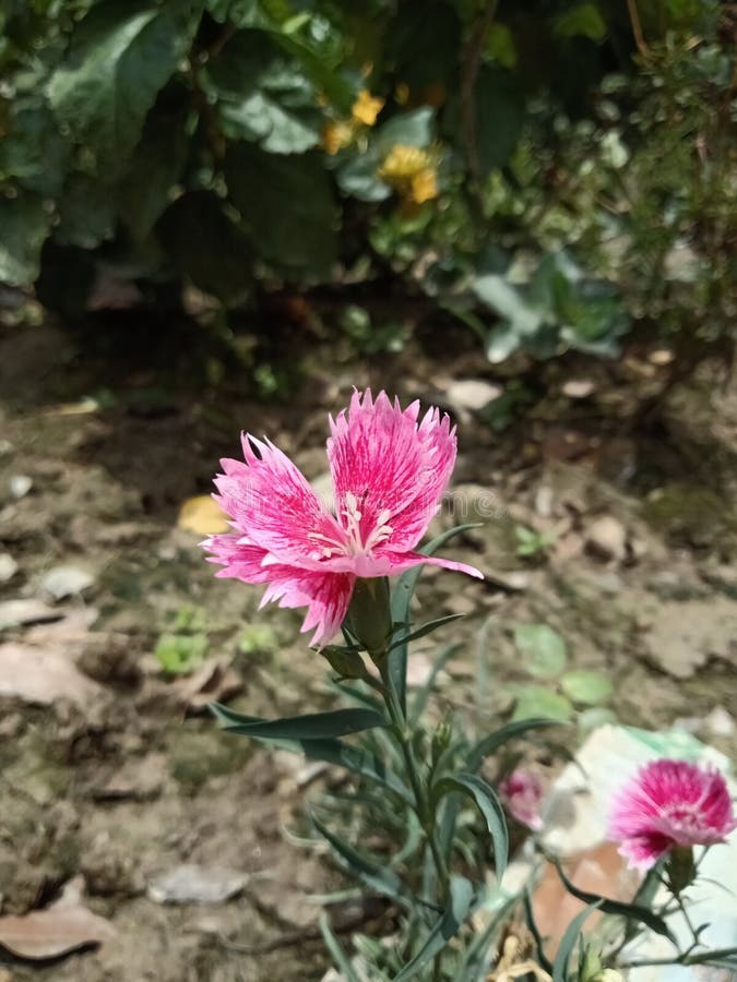 Flower stock photo. Image of fresh, mind, flower - 118937772