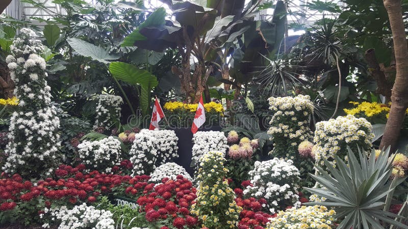 Flower Canada October 2018 Garden Stock Image - Image of october ...