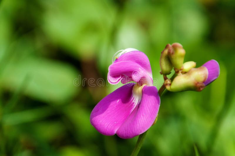 Flower Canavalia stock image. Image of bean, petal, kovalam - 55565525