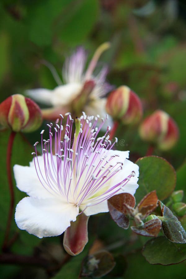 Caper plant in bloom stock photo. Image of capparaceae - 16762882