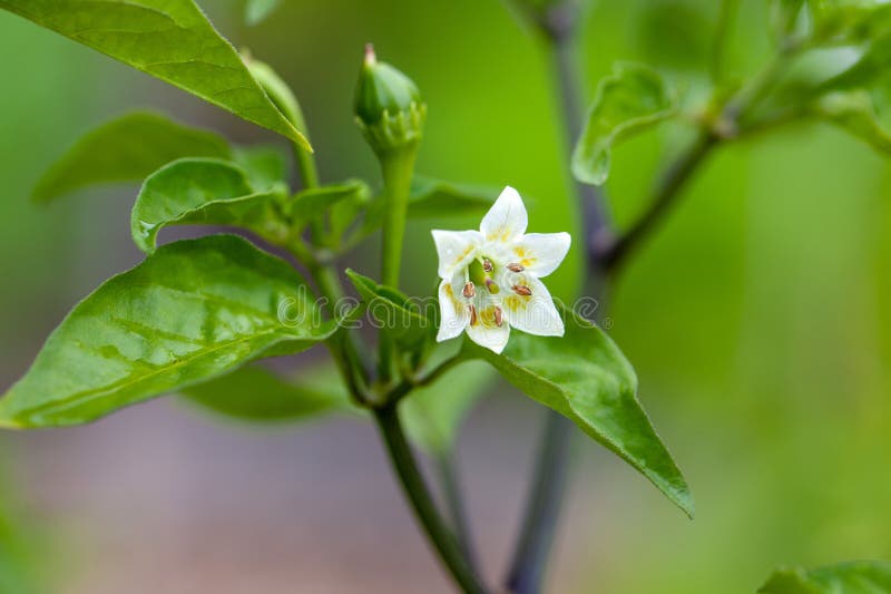 Flower of a Capsicum Baccatum Plant Stock Image - Image of vegetable ...