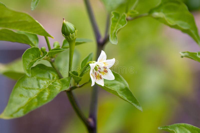 Flower of a Capsicum Baccatum Plant Stock Photo - Image of bloom ...