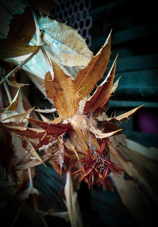 Flower Capture Blossoms in Dry Leaves Stock Photo - Image of flower ...