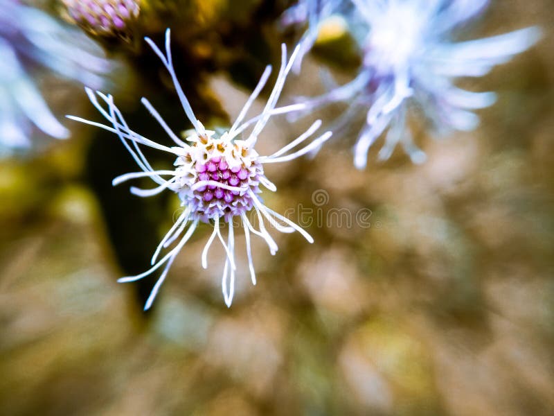 A Flower Capture by Macro Lence Stock Image - Image of area, lence ...