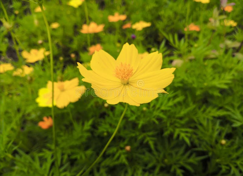 Flower Capture in the Morning Stock Image - Image of morning, green ...