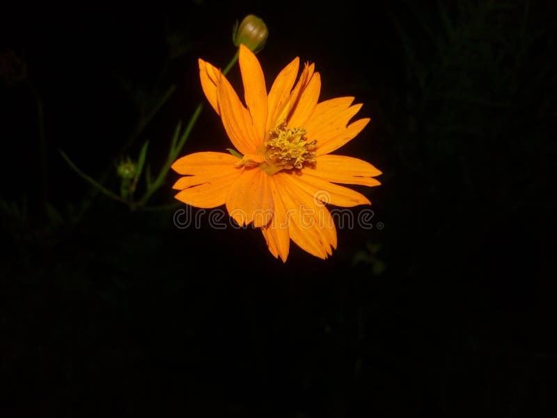 Flower stock image. Image of night, flower, capture - 112800439