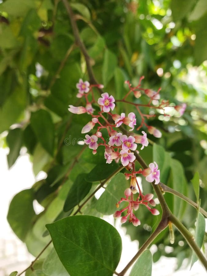 Flower Carambola or Start Fruit Averrhoa Carambola Stock Photo - Image ...