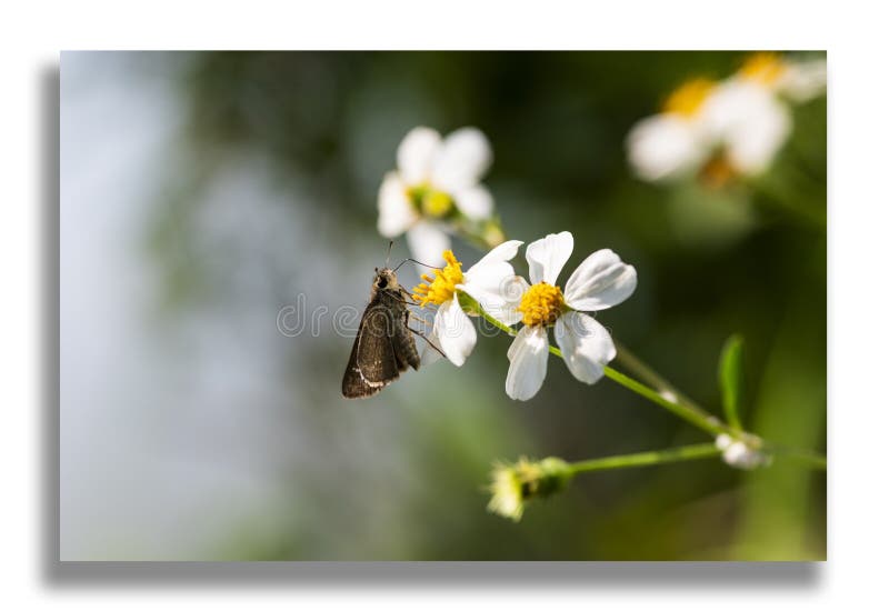 575 Roadside Daisy Photos - Free & Royalty-Free Stock Photos from ...