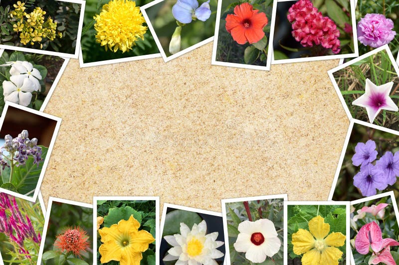 Flower card stock photo. Image of beautifu, floral, plant - 96365724