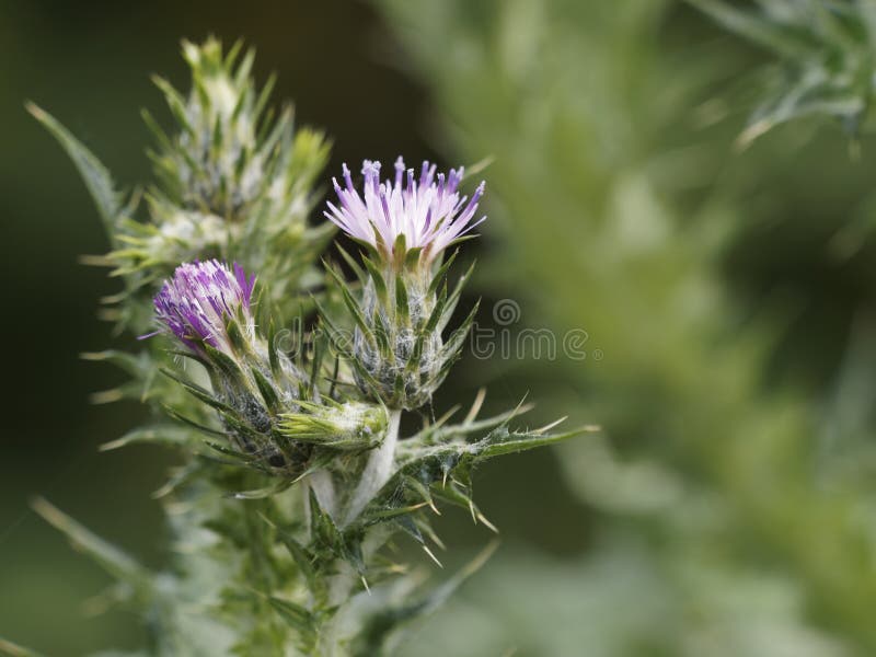 Flower of cardus stock image. Image of flora, scotch - 246537593