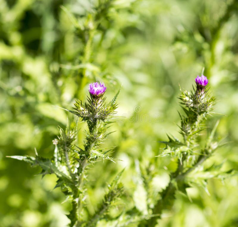 Flower of cardus stock photo. Image of blest, floral - 42685362