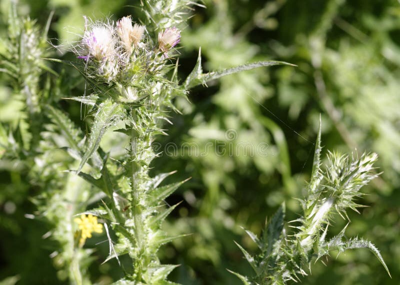 Flower of cardus stock image. Image of cardus, nature - 66665493