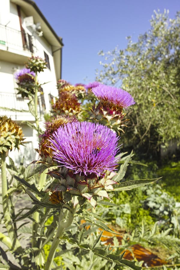 Flower of cardus stock photo. Image of blest, floral - 42685362