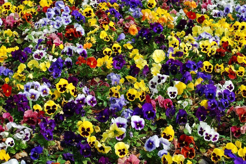 Flower carpet stock photo. Image of land, yellow, blue - 5436898