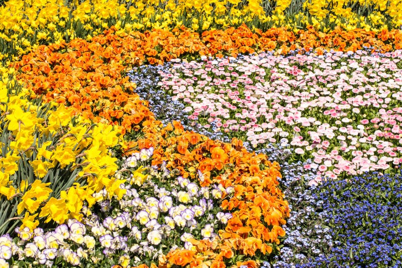 Flower Carpet stock image. Image of daisy, blue, plant - 48104051