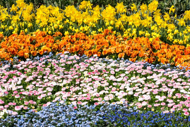 Flower Carpet stock image. Image of daisy, bloom, nature - 48804653