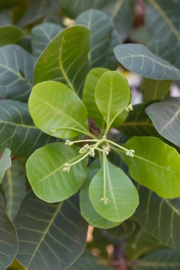 Flower Cashew is on Tree.Cashew Nuts.Cashew Tree. the Color of Red ...