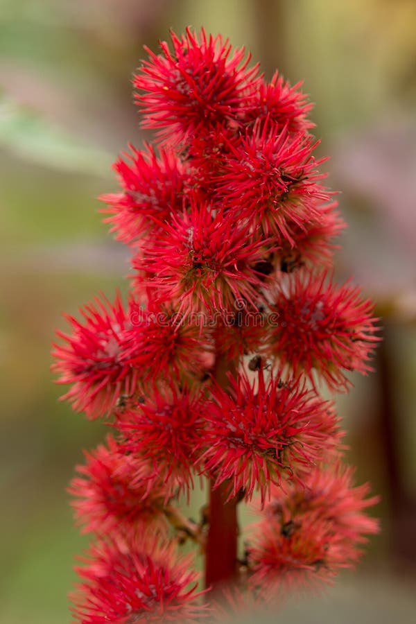 Flower castor bean stock image. Image of beautiful, botanical - 87714529