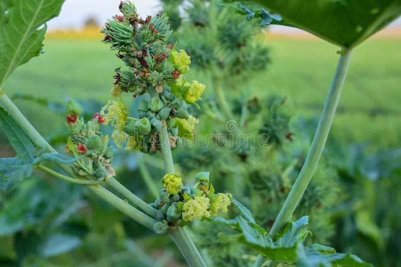Flower of Castor oil plant stock photo. Image of tropical - 255574724